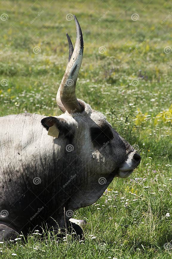 Hungarian gray bull stock photo. Image of animals, steppe - 15256084