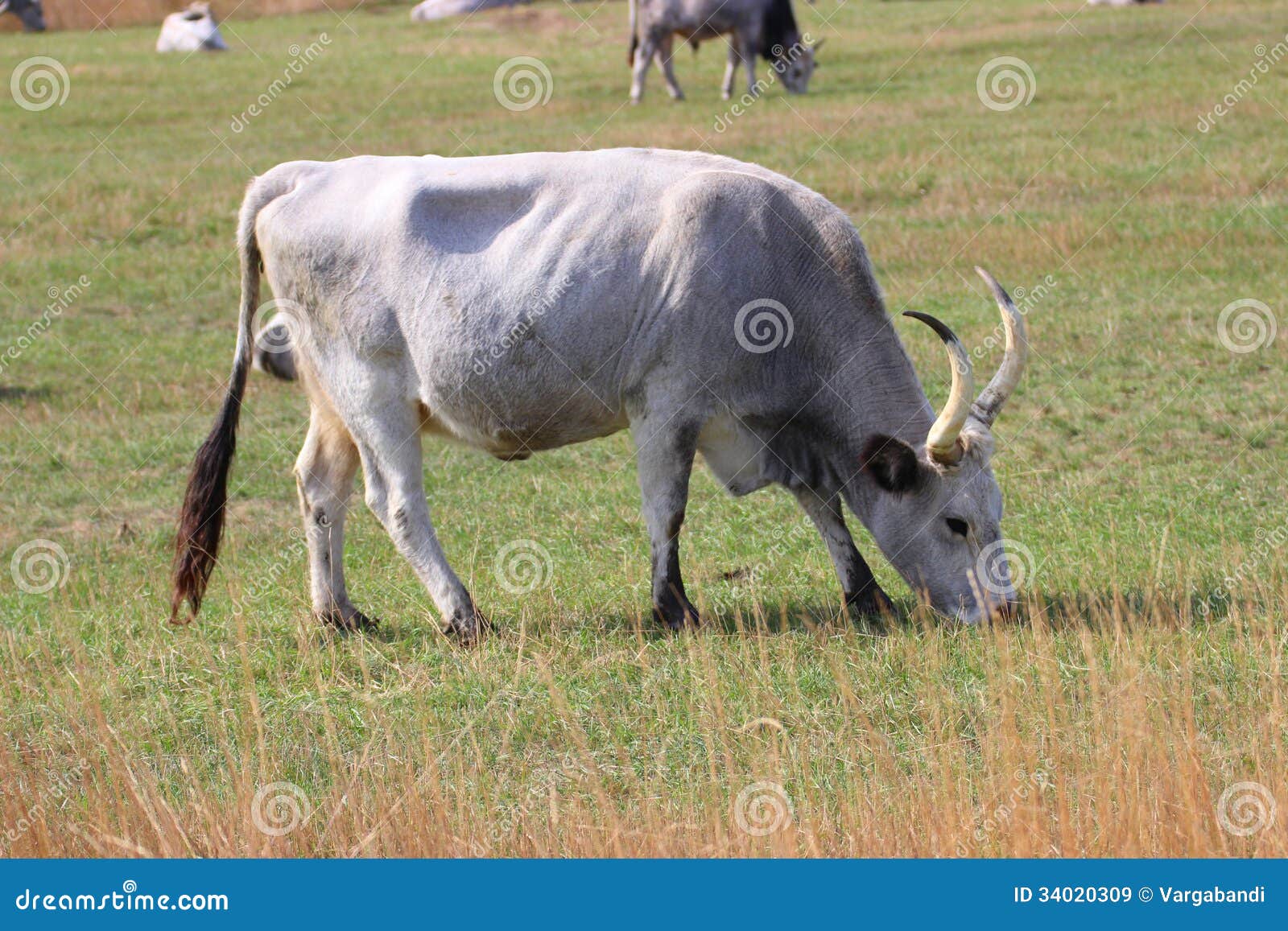 Hungarian gray cattle stock image. Image of landscape - 34020309