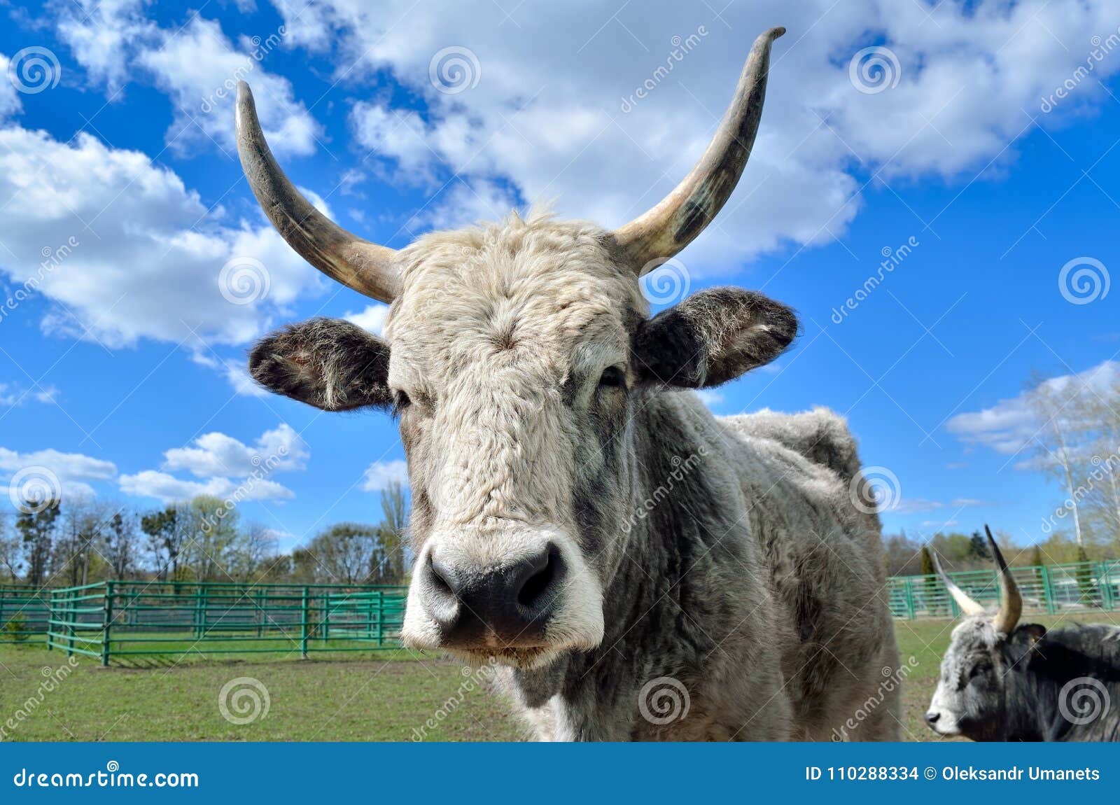 Hungarian Gray Cow in a Pen on a Cattle Farm Stock Photo - Image of ...