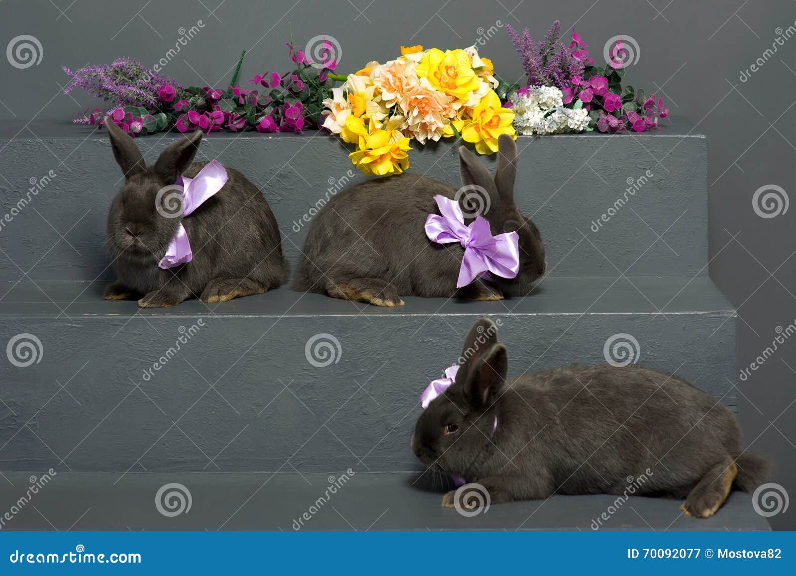 Hungarian Gray Rabbit with Purple Ribbons Stock Image - Image of small ...