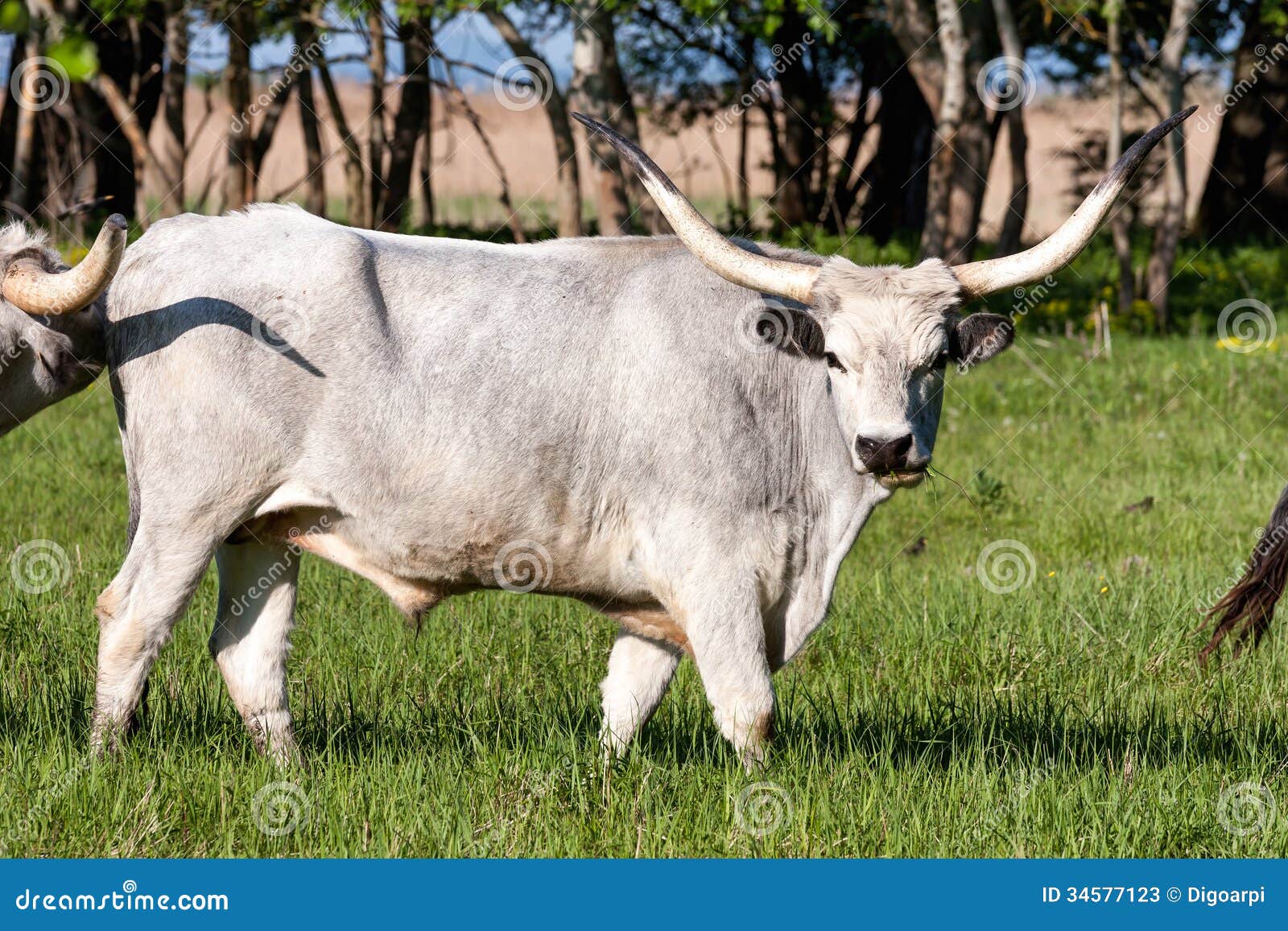 Hungarian grey bul stock image. Image of horn, landscape - 34577123