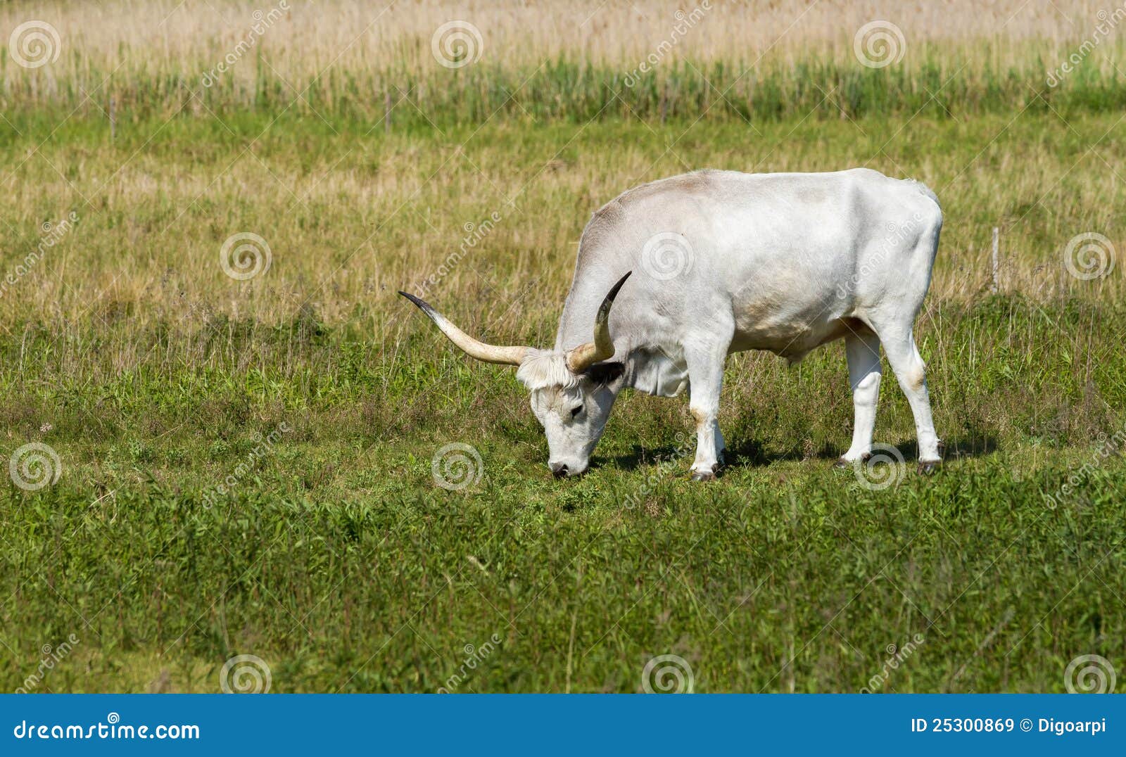 Hungarian grey bull stock image. Image of mammal, agriculture - 25300869