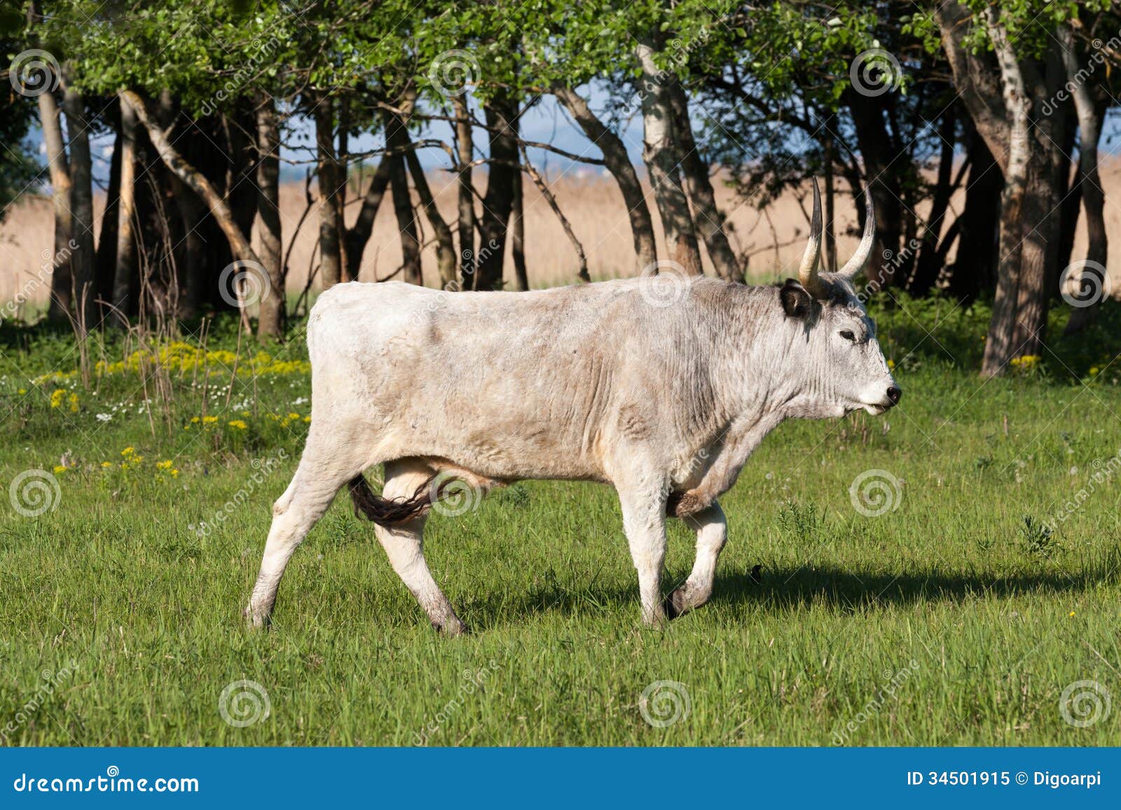 Hungarian grey bull stock image. Image of country, feed - 34501915