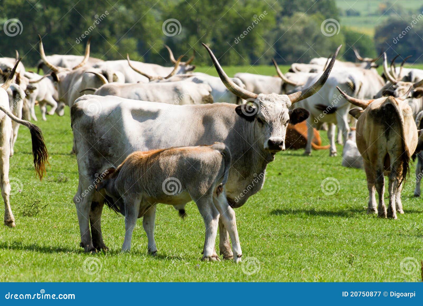 Hungarian grey bulls stock image. Image of health, bull - 20750877