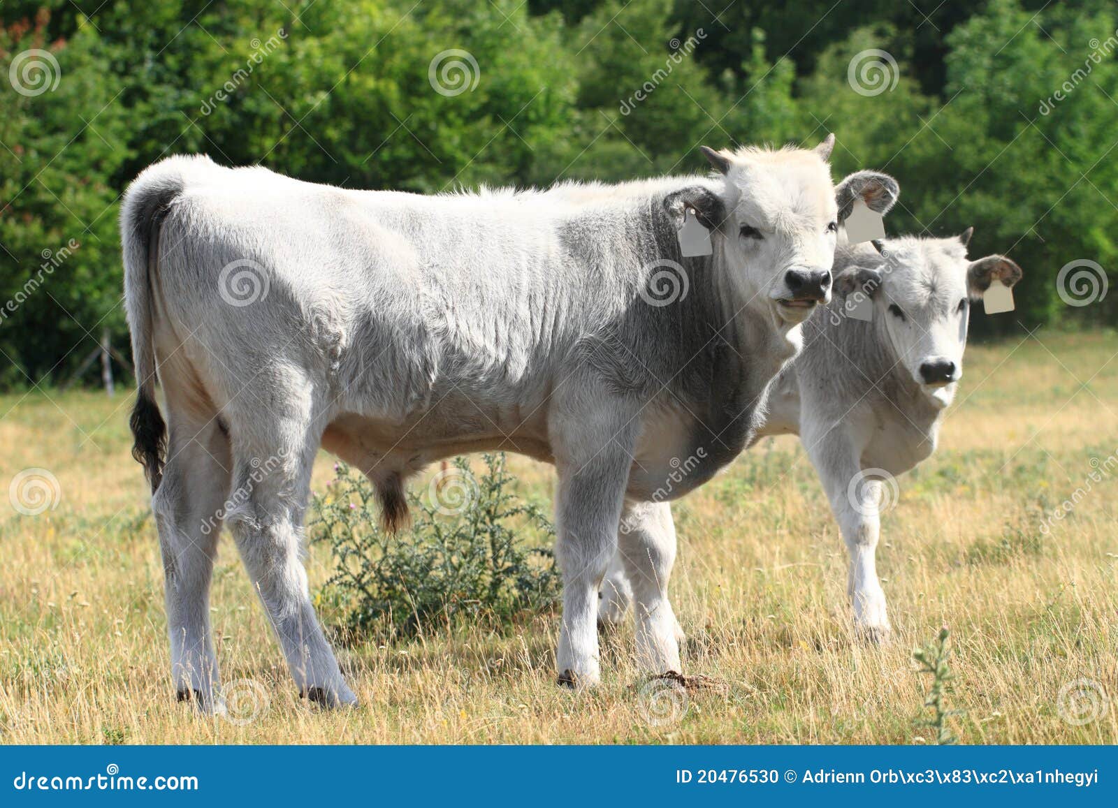 Hungarian grey cattle stock photo. Image of animal, agriculture - 20476530
