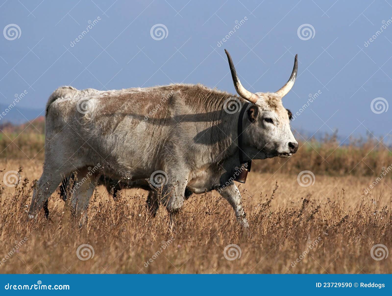 Hungarian grey cattle stock photo. Image of bull, animal - 23729590