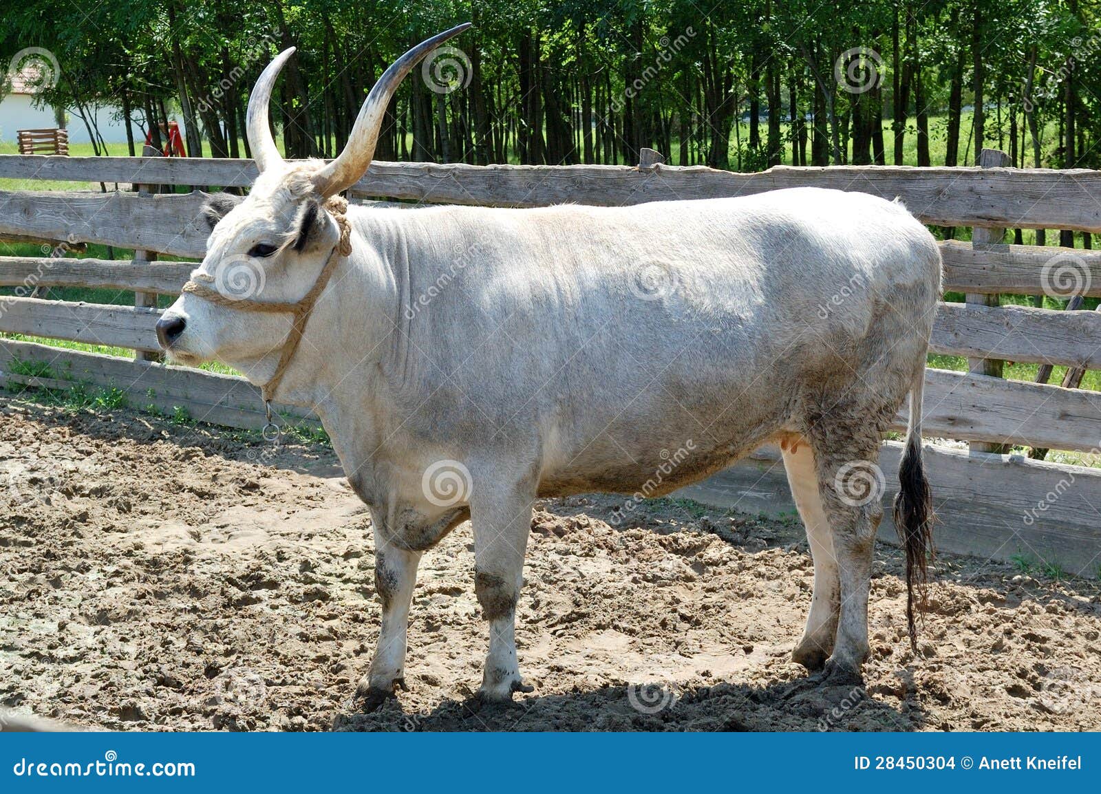 Hungarian grey cattle stock photo. Image of livestock - 28450304
