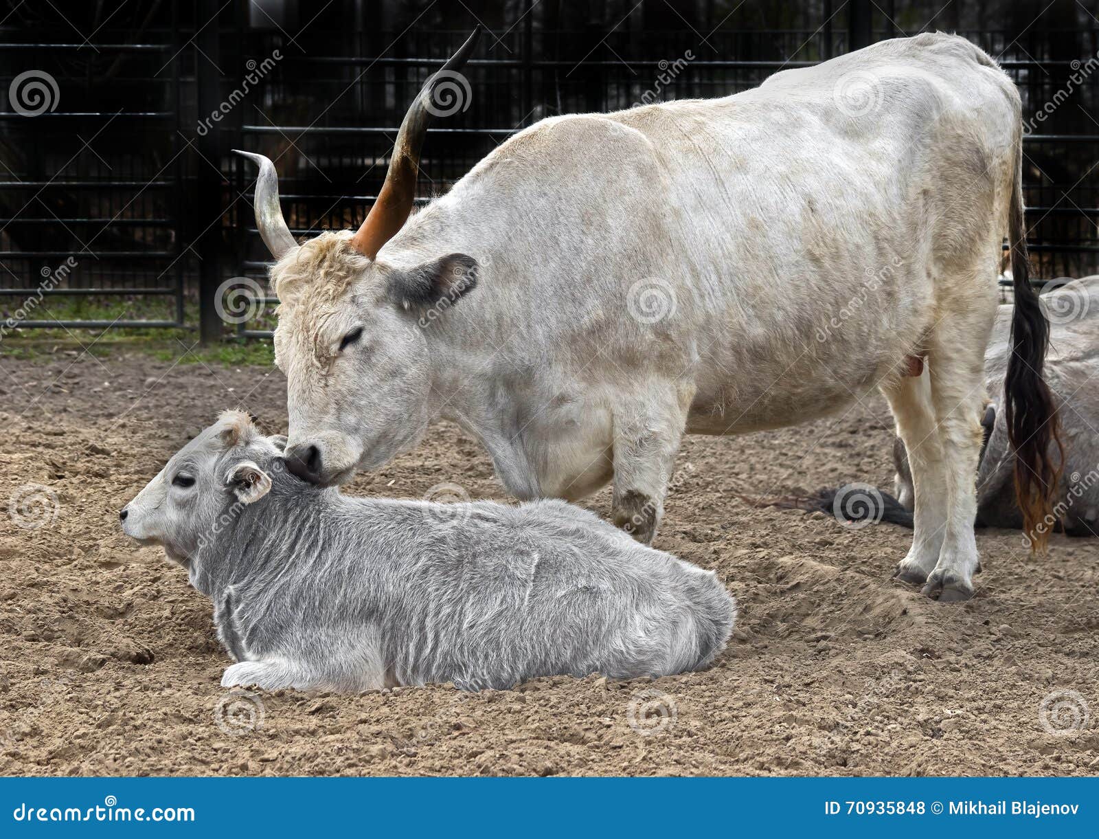 Hungarian grey cattle 3 stock photo. Image of livestock - 70935848