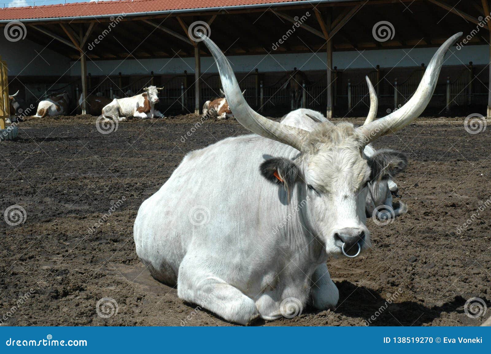Hungarian Grey Cattle in an Extensive Farm Stock Photo - Image of ...