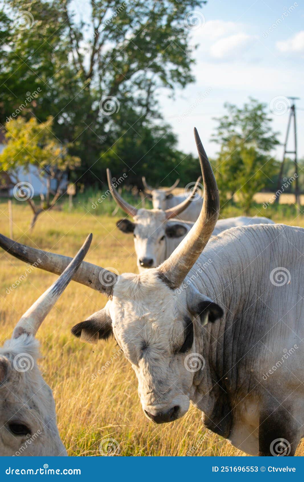 Hungarian grey cattle stock image. Image of autumn, agriculture - 251696553