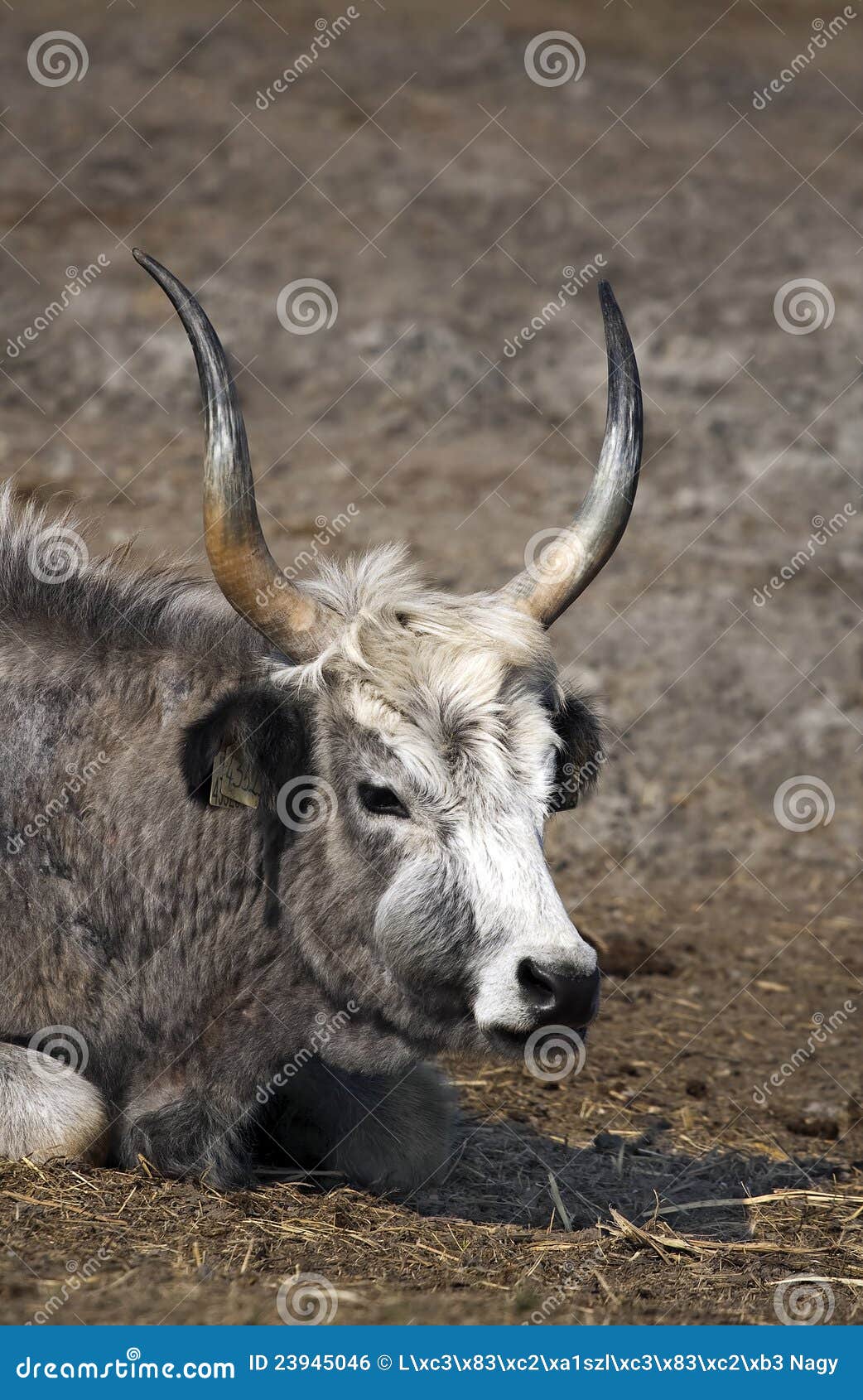 Hungarian Grey Cattle Portrait Stock Photo - Image of agriculture ...