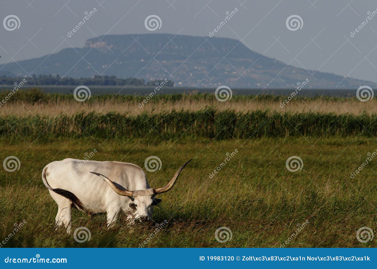Hungarian grey cow stock photo. Image of country, lake - 19983120