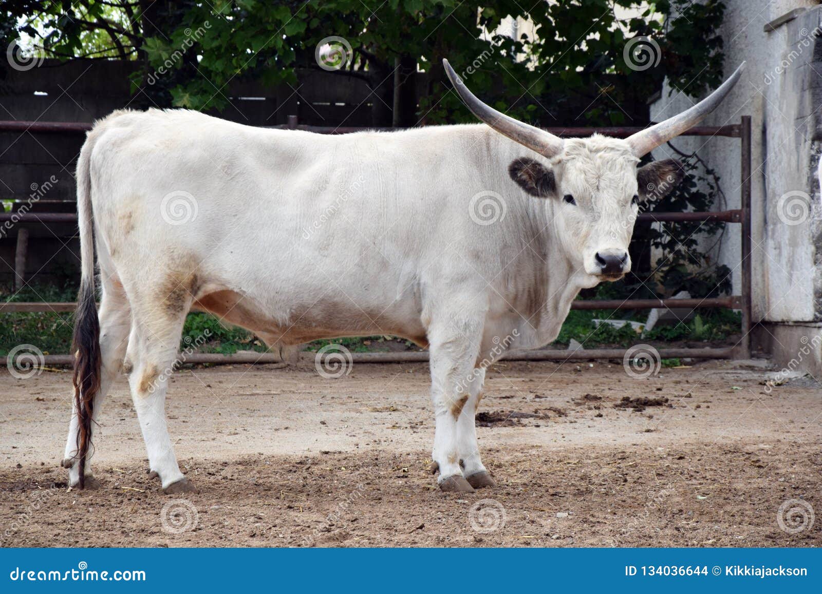 Hungarian Grey Taurus Bos Primigenius Taurus Stock Photo - Image of ...