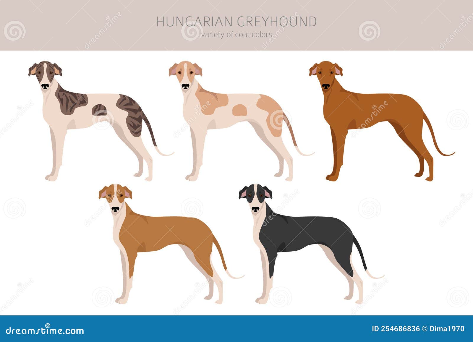 Hungarian Greyhound Clipart. Different Poses, Coat Colors Set Stock ...