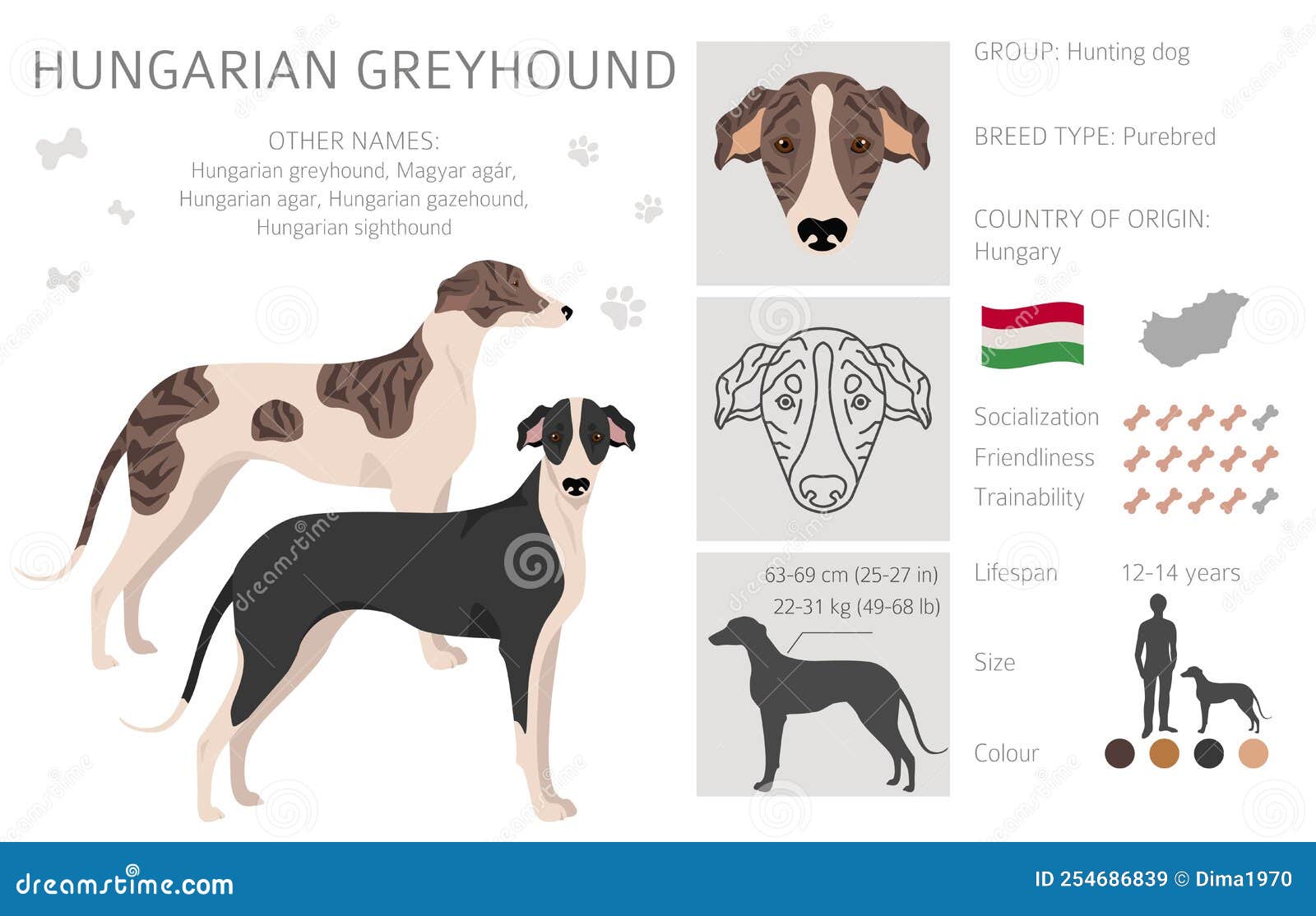 Hungarian Greyhound Clipart. Different Poses, Coat Colors Set Stock ...