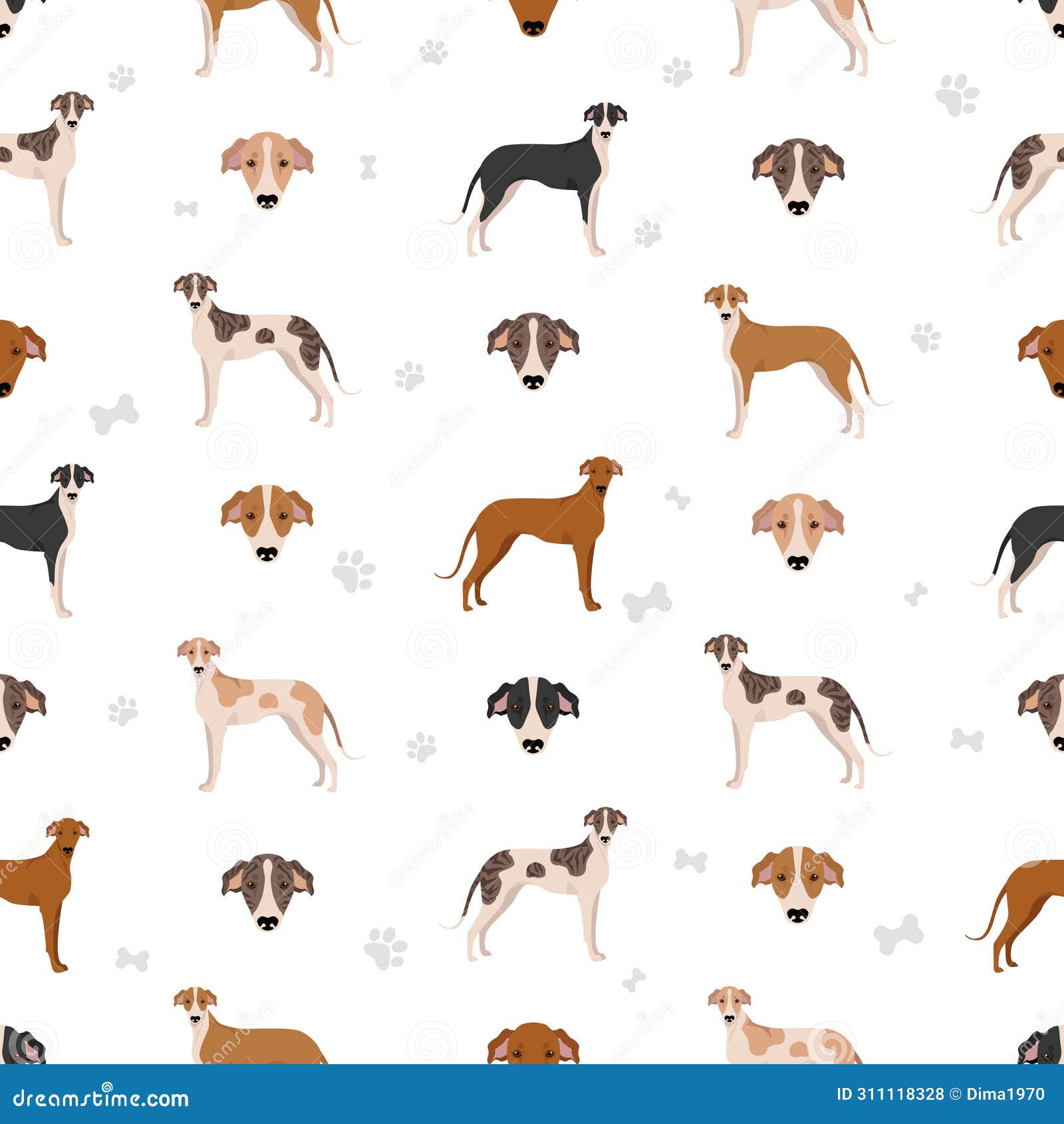 Hungarian Greyhound Seamless Pattern. Different Poses, Coat Colors Set ...