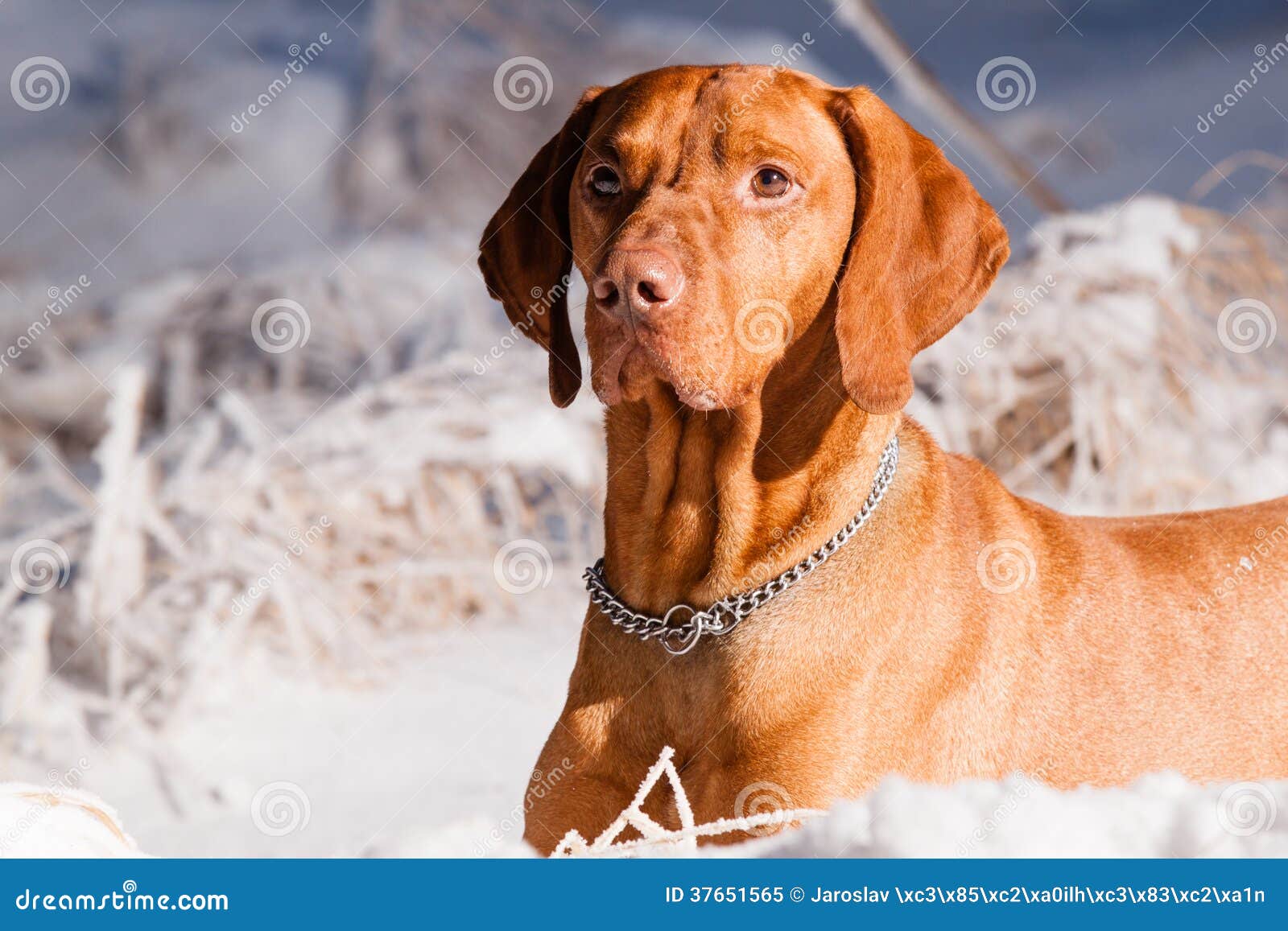 Hungarian hound dog stock image. Image of lovely, funny - 37651565
