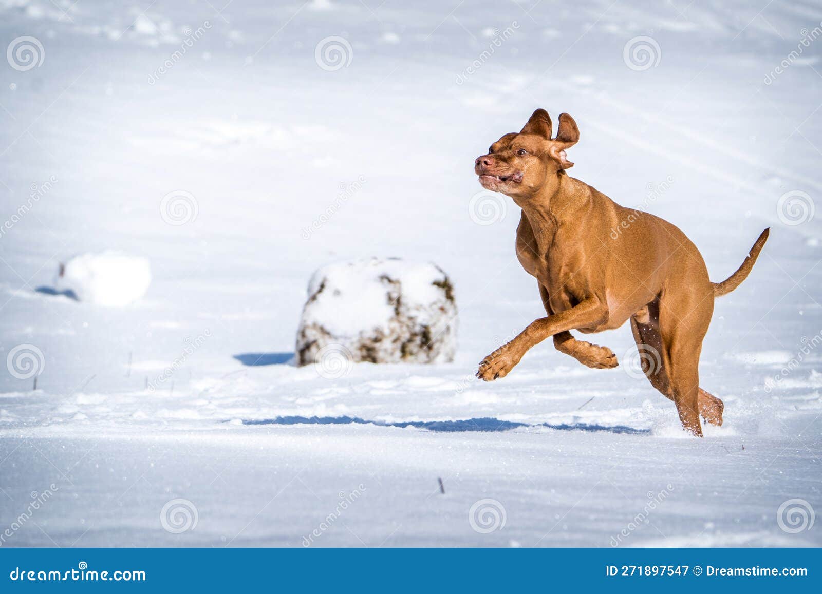 Hungarian Hound Runs in the Snow Stock Image - Image of outside, action ...