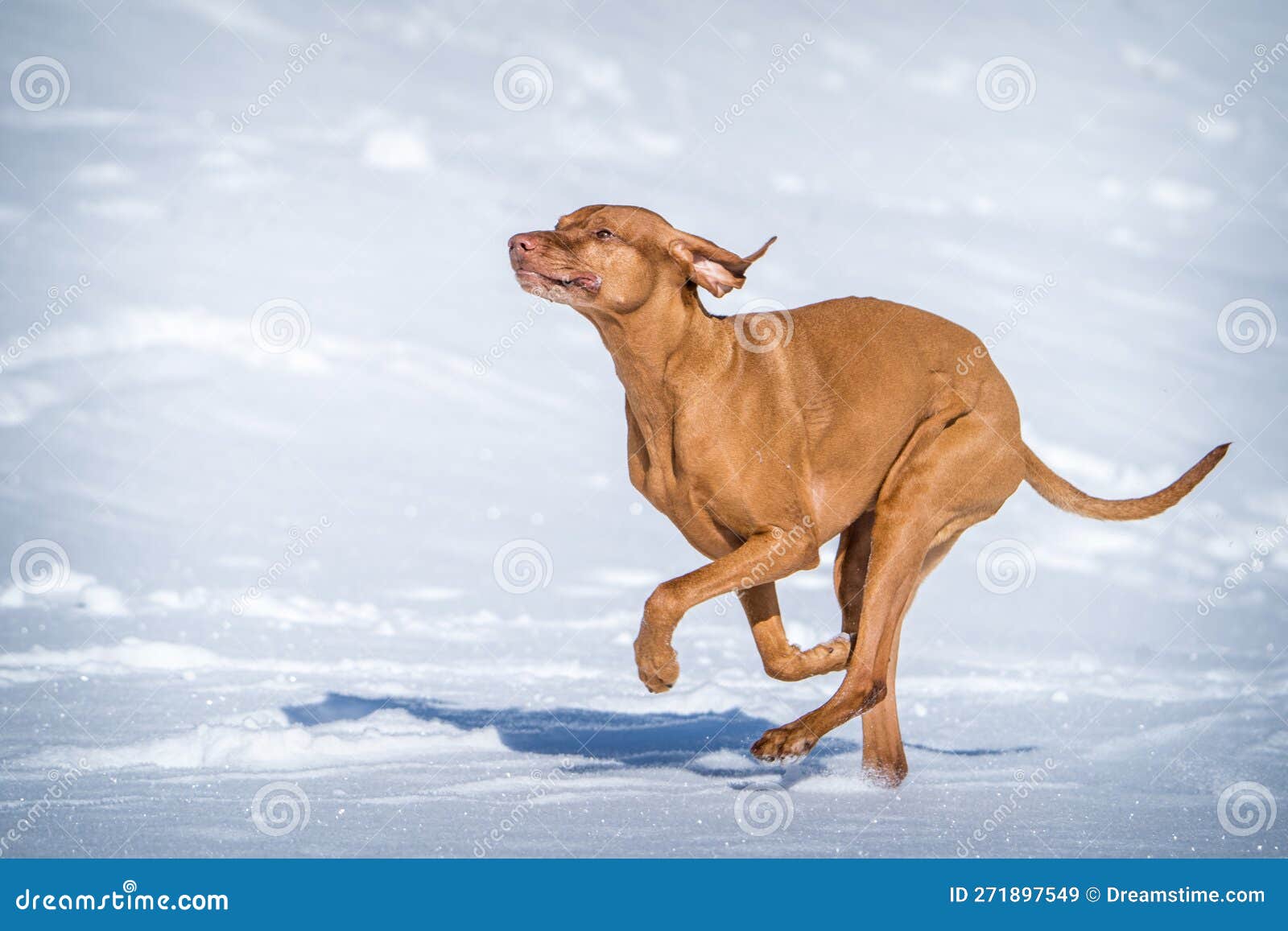 Hungarian Hound Runs in the Snow Stock Image - Image of outdoors ...