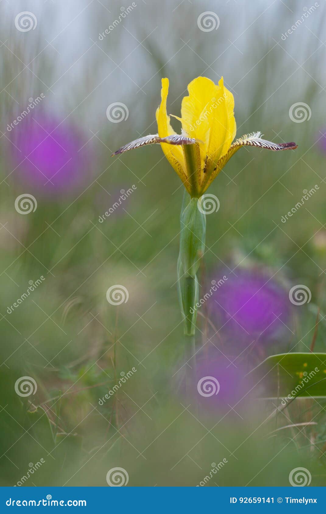 Hungarian Iris Iris Variegata Stock Image - Image of close, florescence ...