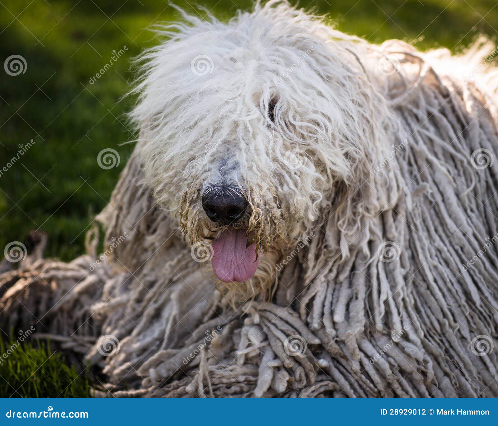 Hungarian Komondor stock photo. Image of canine, creatures - 28929012