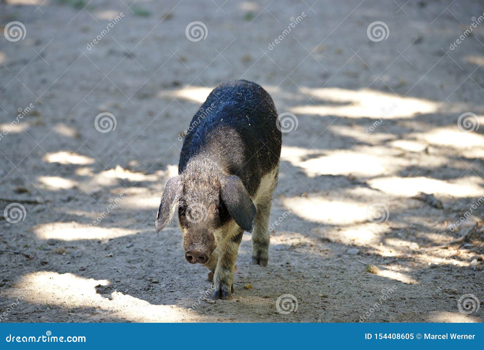 Hungarian Mangalica Piglet Front View Stock Image - Image of small ...