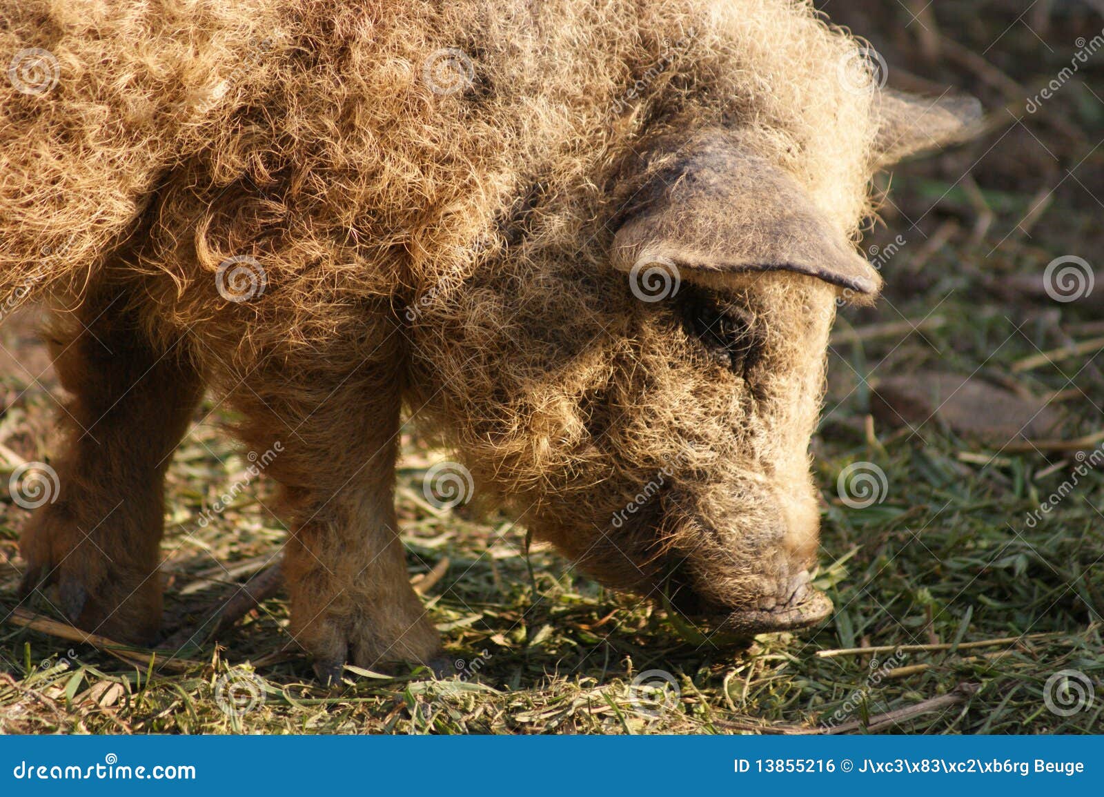 Hungarian mangalitsa pig stock photo. Image of hungary - 13855216