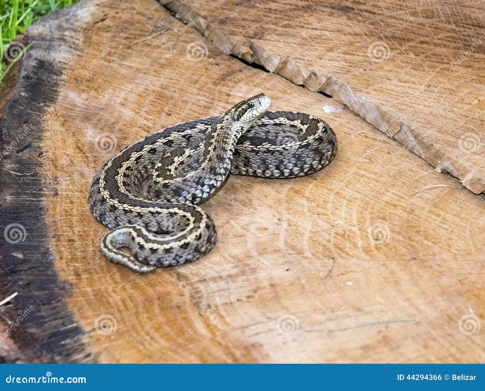 Hungarian Meadow Viper (Vipera Ursinii Rakosiensis) Stock Photo - Image ...