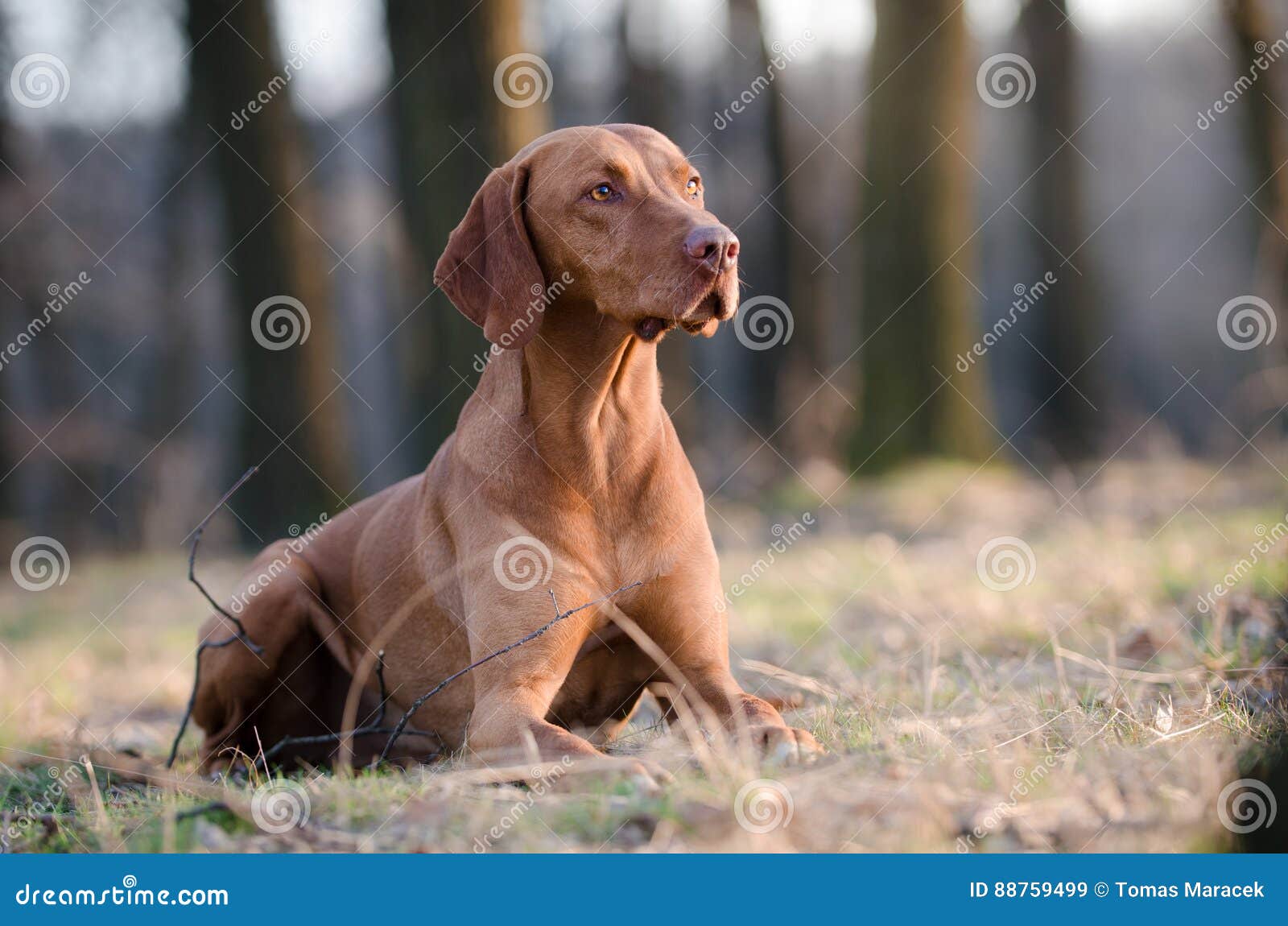 Hungarian Pointer Hound Dog Stock Image - Image of golden, nature: 88759499