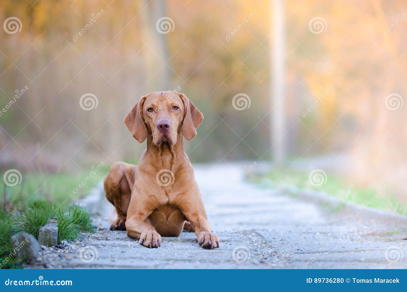 Hungarian Pointer Hound Dog Stock Photo - Image of breed, hungary: 89736280