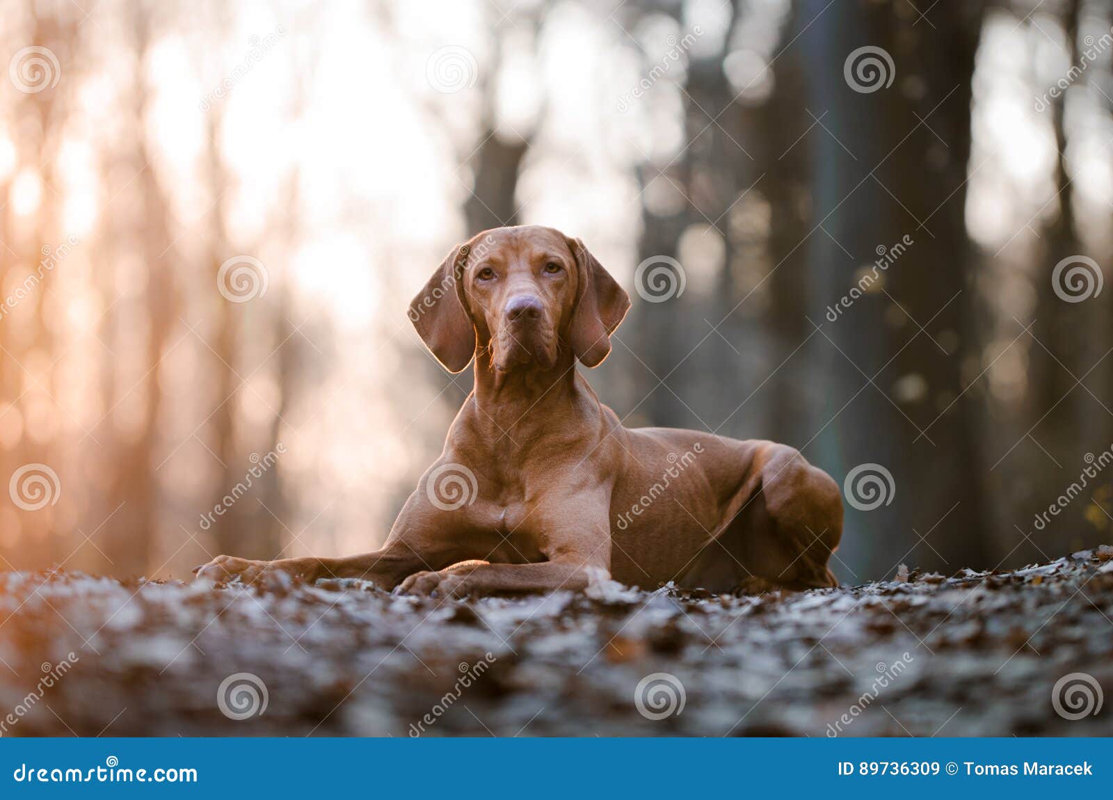 Hungarian Pointer Hound Dog Stock Image - Image of cute, color: 89736309