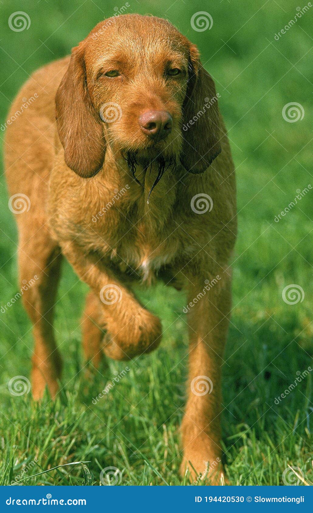 HUNGARIAN POINTER or VIZSLA DOG, ADULT POINTING Stock Photo - Image of ...