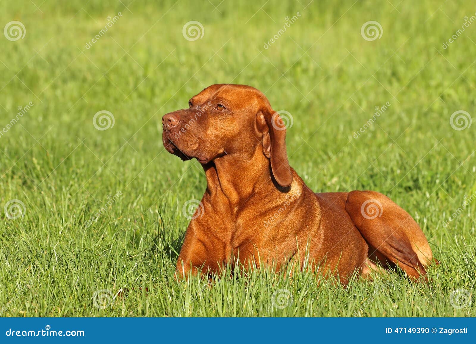 Hungarian Pointer (vizsla) Dog Stock Photo - Image of major, grass ...