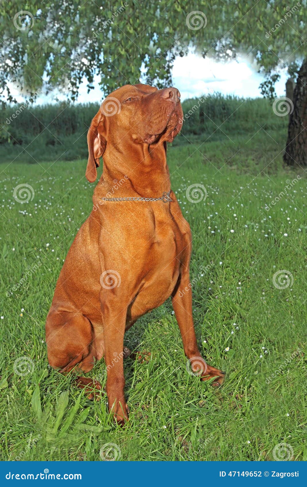 Hungarian Pointer (vizsla) Dog Stock Photo - Image of bright, brown ...