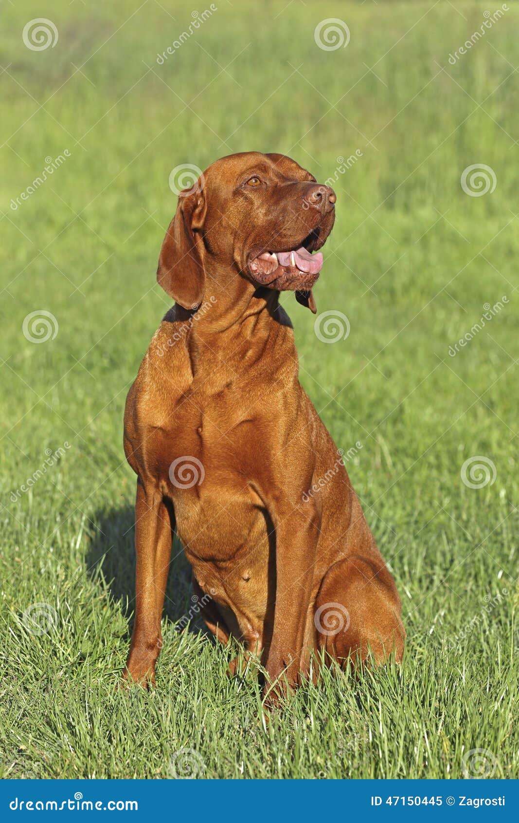 Hungarian Pointer (vizsla) Dog Stock Image - Image of extreme, design ...
