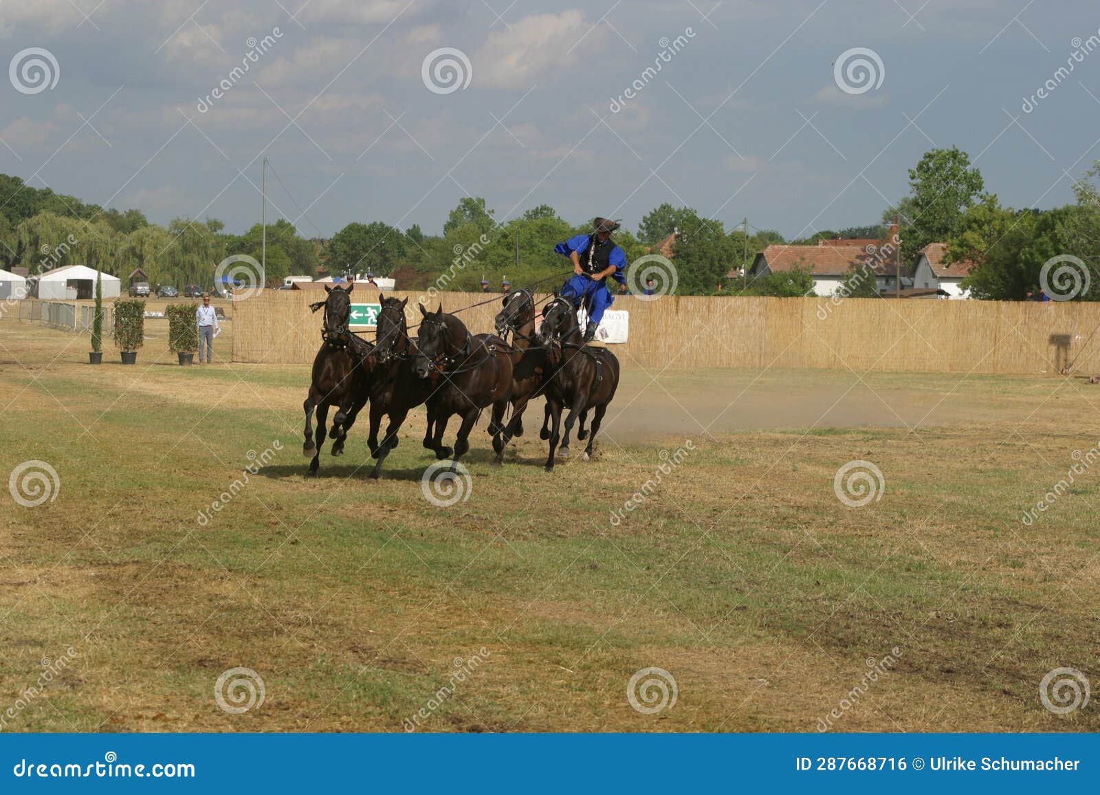 Rear End Of A Horse Royalty-Free Stock Image | CartoonDealer.com #12646402