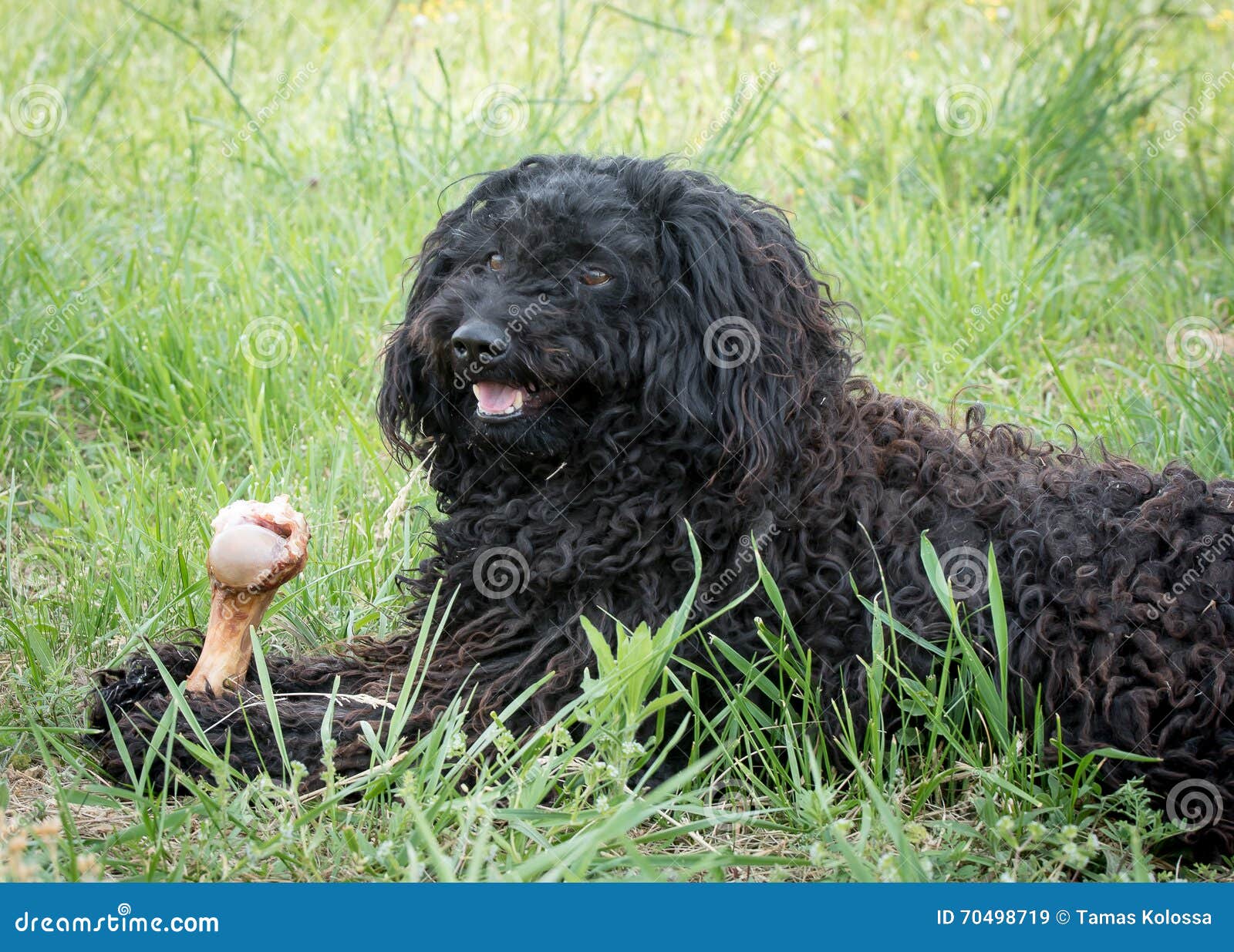 Hungarian Puli stock image. Image of domestic, animal - 70498719