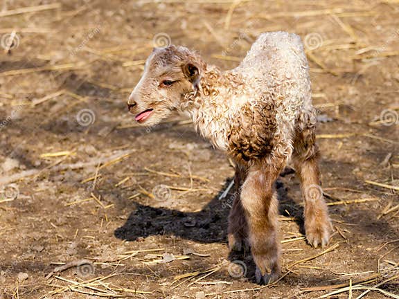 Hungarian racka lamb stock image. Image of meat, brute - 51666287