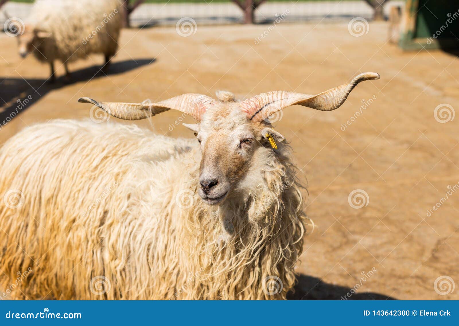 Hungarian racka sheep stock photo. Image of animal, pack - 143642300