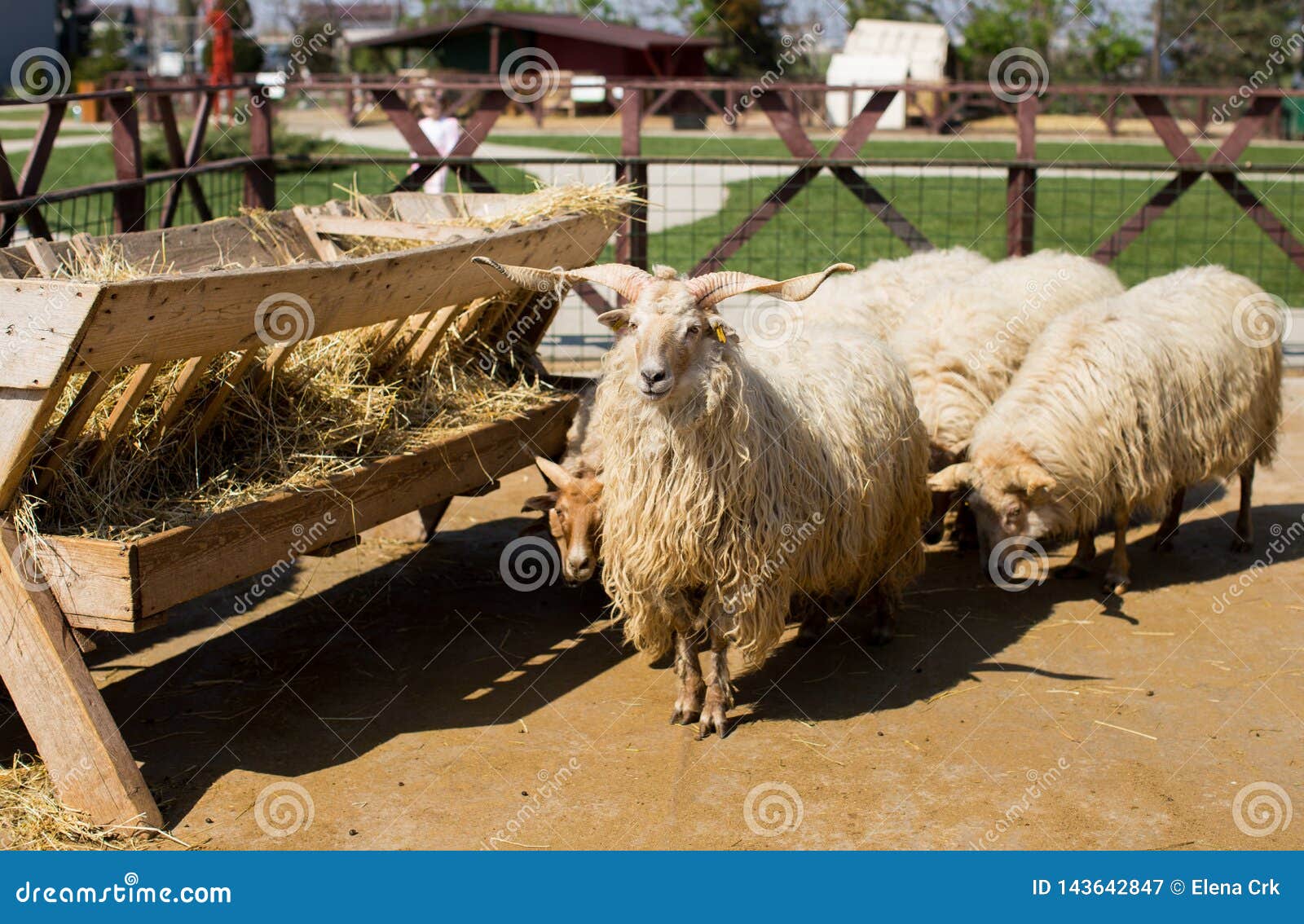 Hungarian racka sheep stock image. Image of cream, sheeps - 143642847