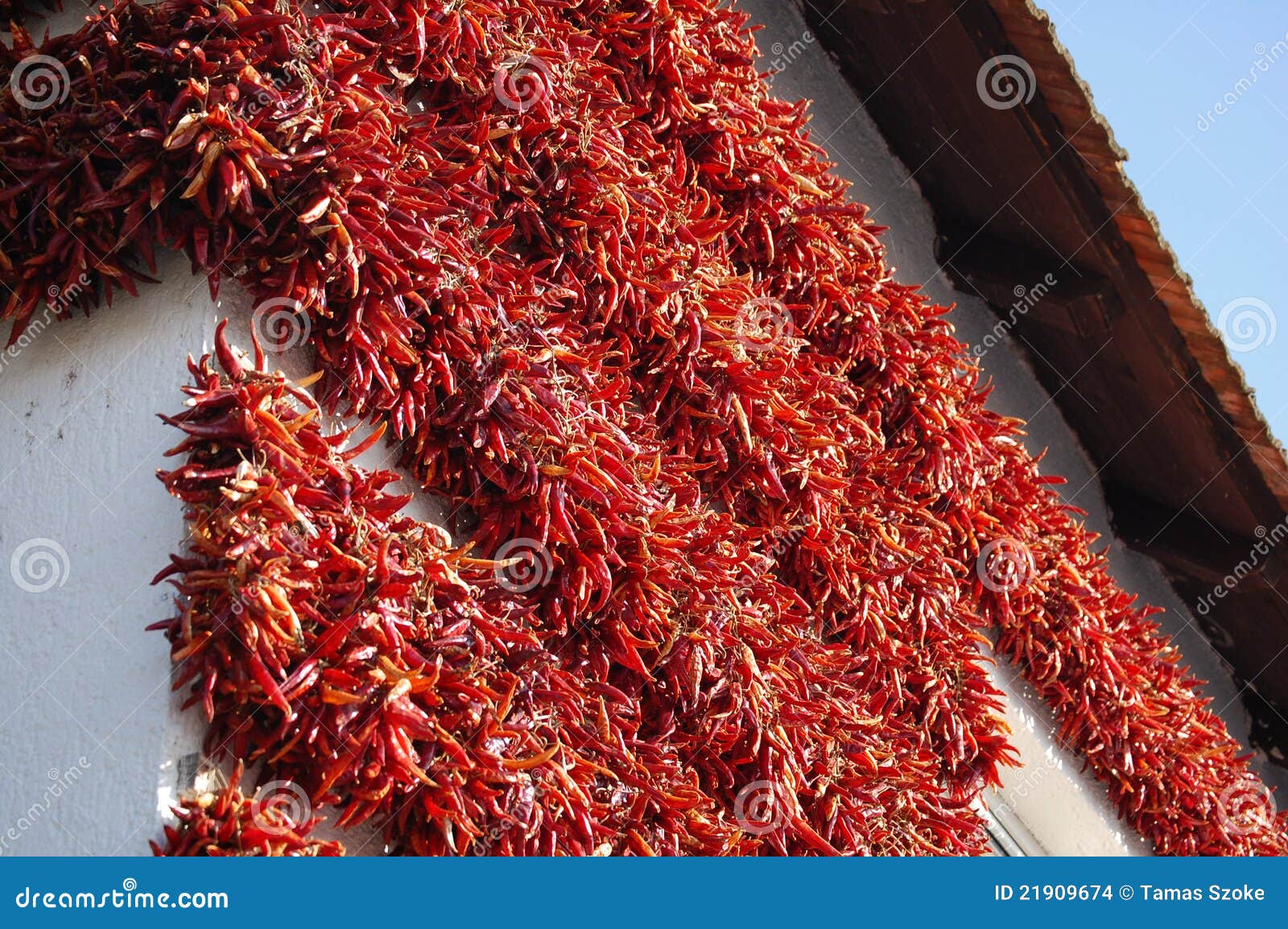 Hungarian red peppers stock photo. Image of cook, garden - 21909674