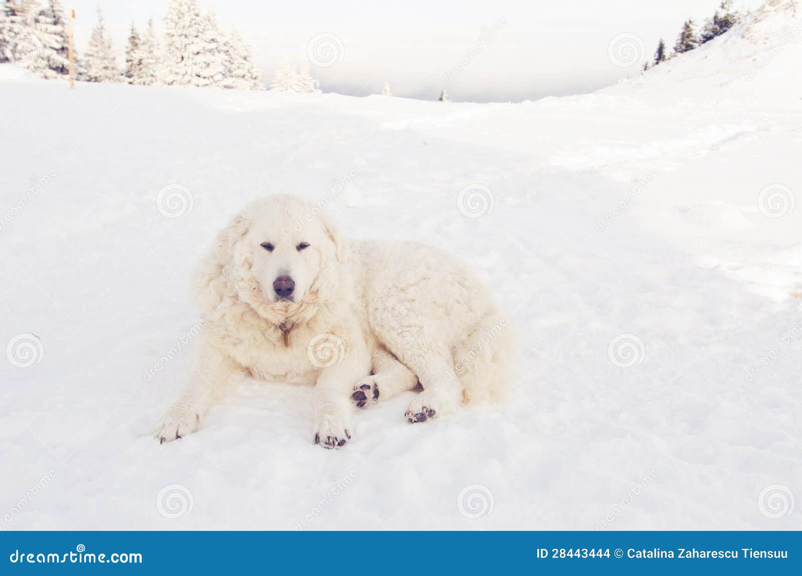 Hungarian Shepherd Dog- Kuvasz Stock Photo - Image of hungarian, paws ...