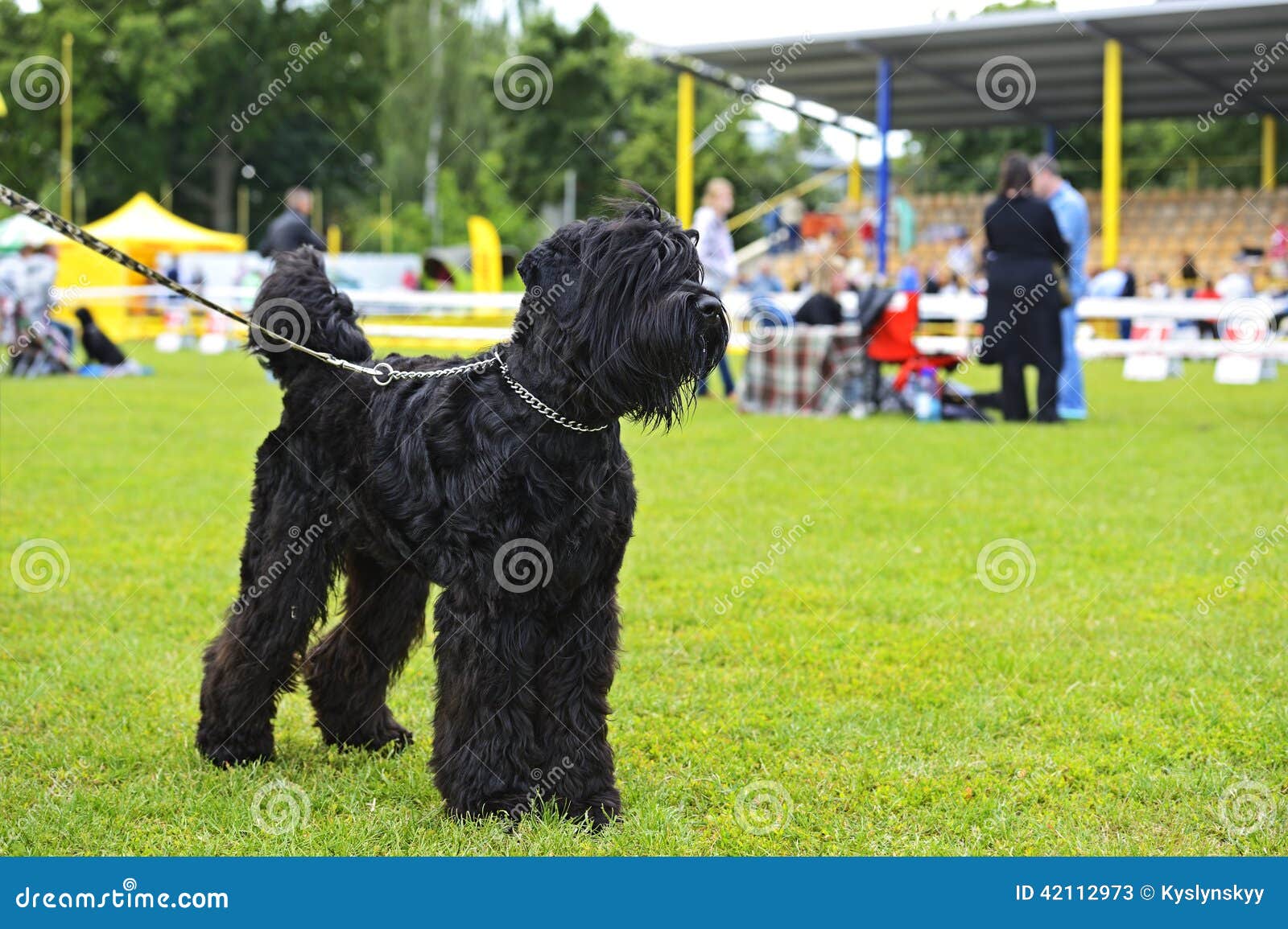Hungarian shepherd stock image. Image of purebred, playful - 42112973