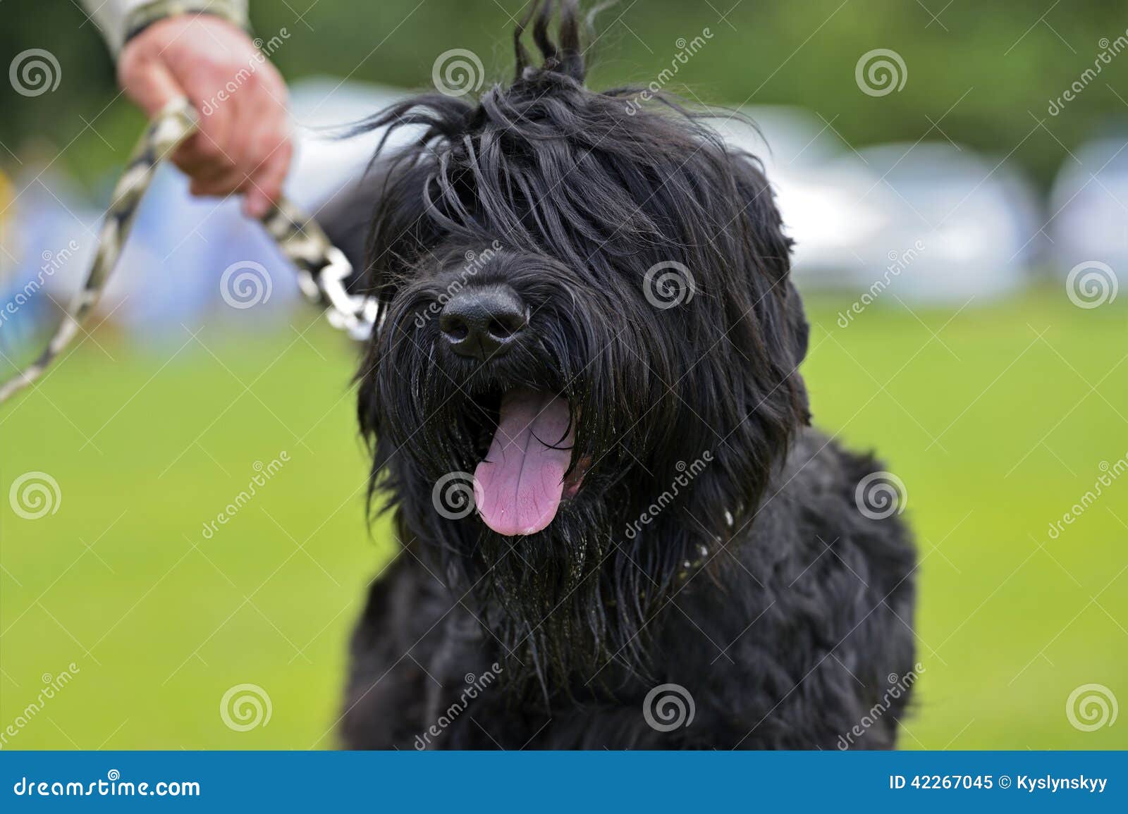 Hungarian shepherd stock image. Image of dogs, nature - 42267045