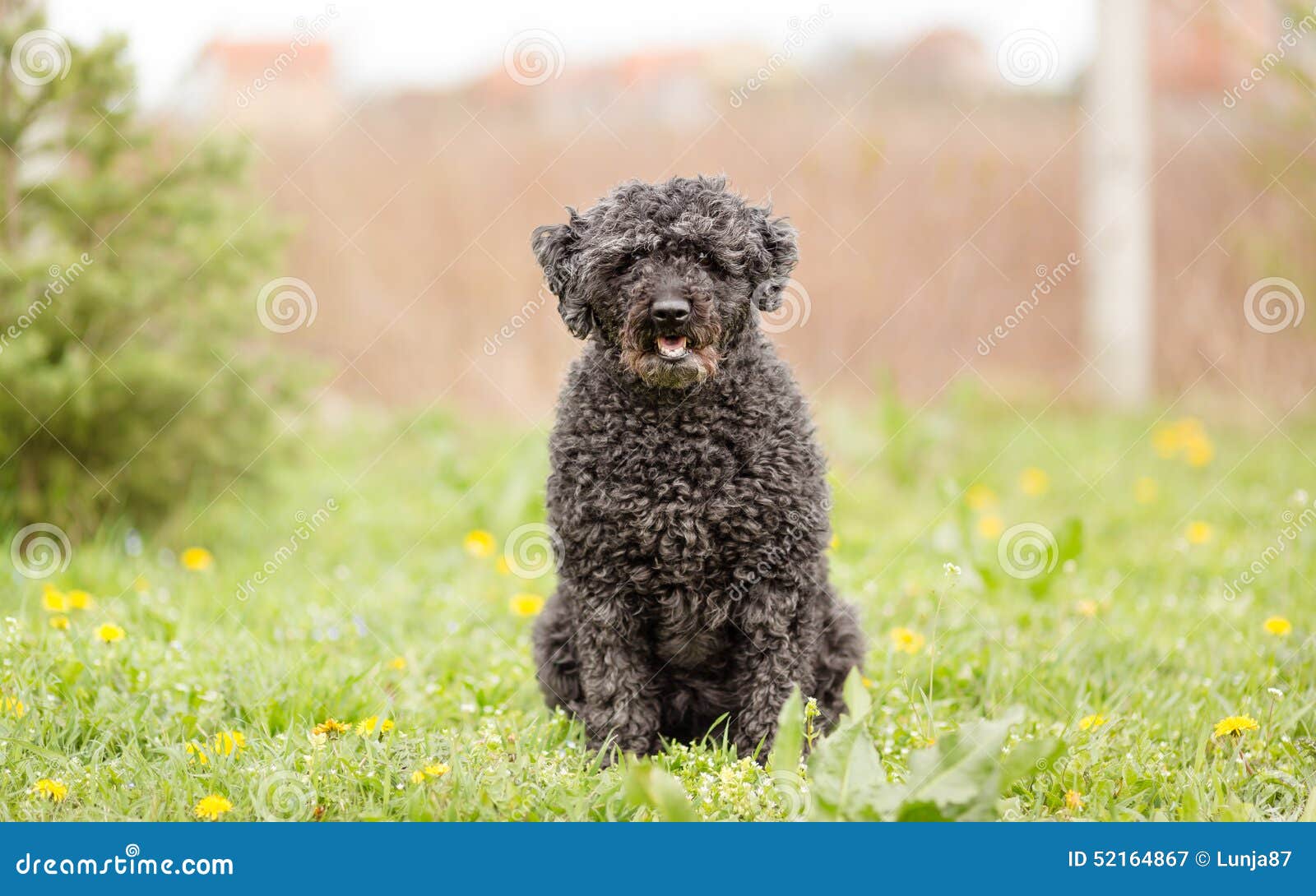 Hungarian shepherd Puli stock image. Image of doggy, canine - 52164867