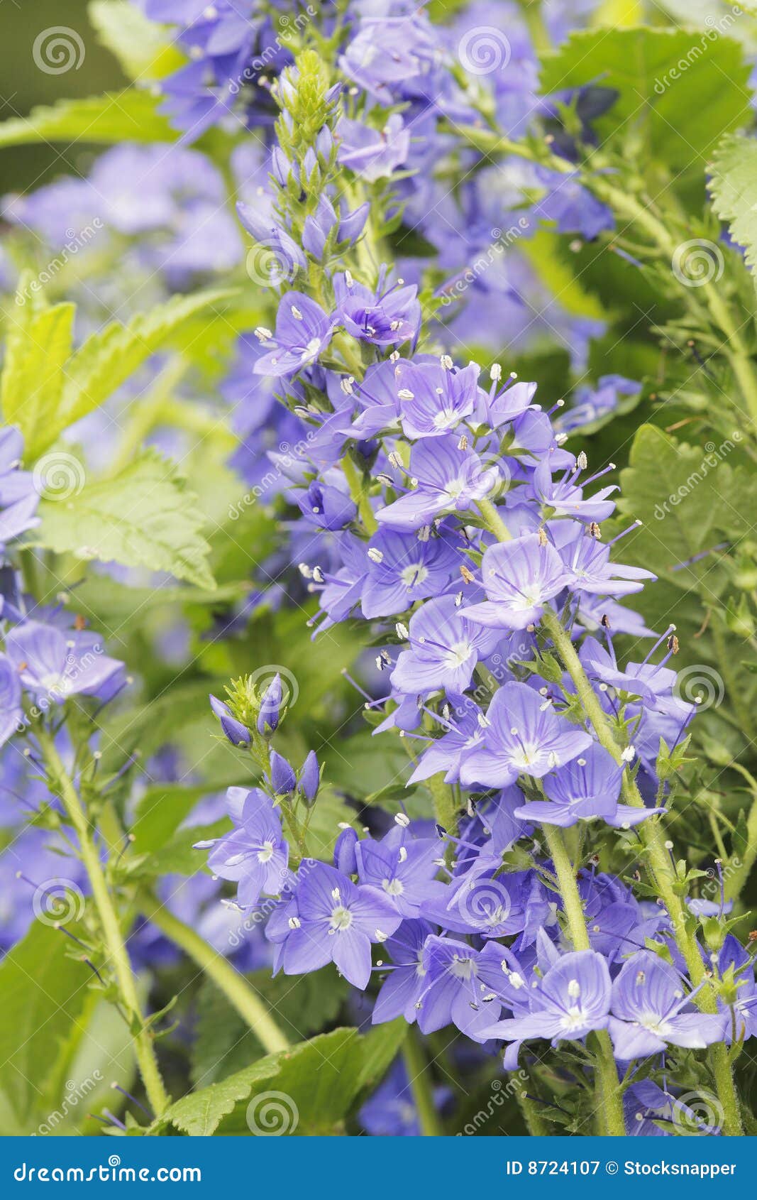 Hungarian Speedwell (Veronica Austriaca) Stock Image - Image of ...