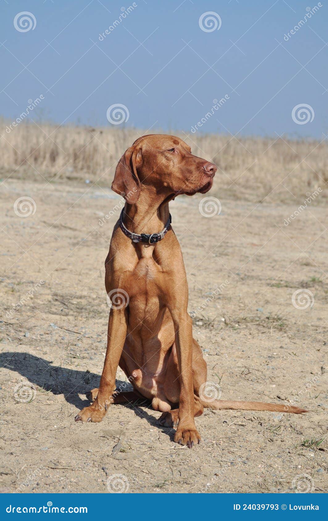 Hungarian Vizsla Dog stock image. Image of grass, cute - 24039793