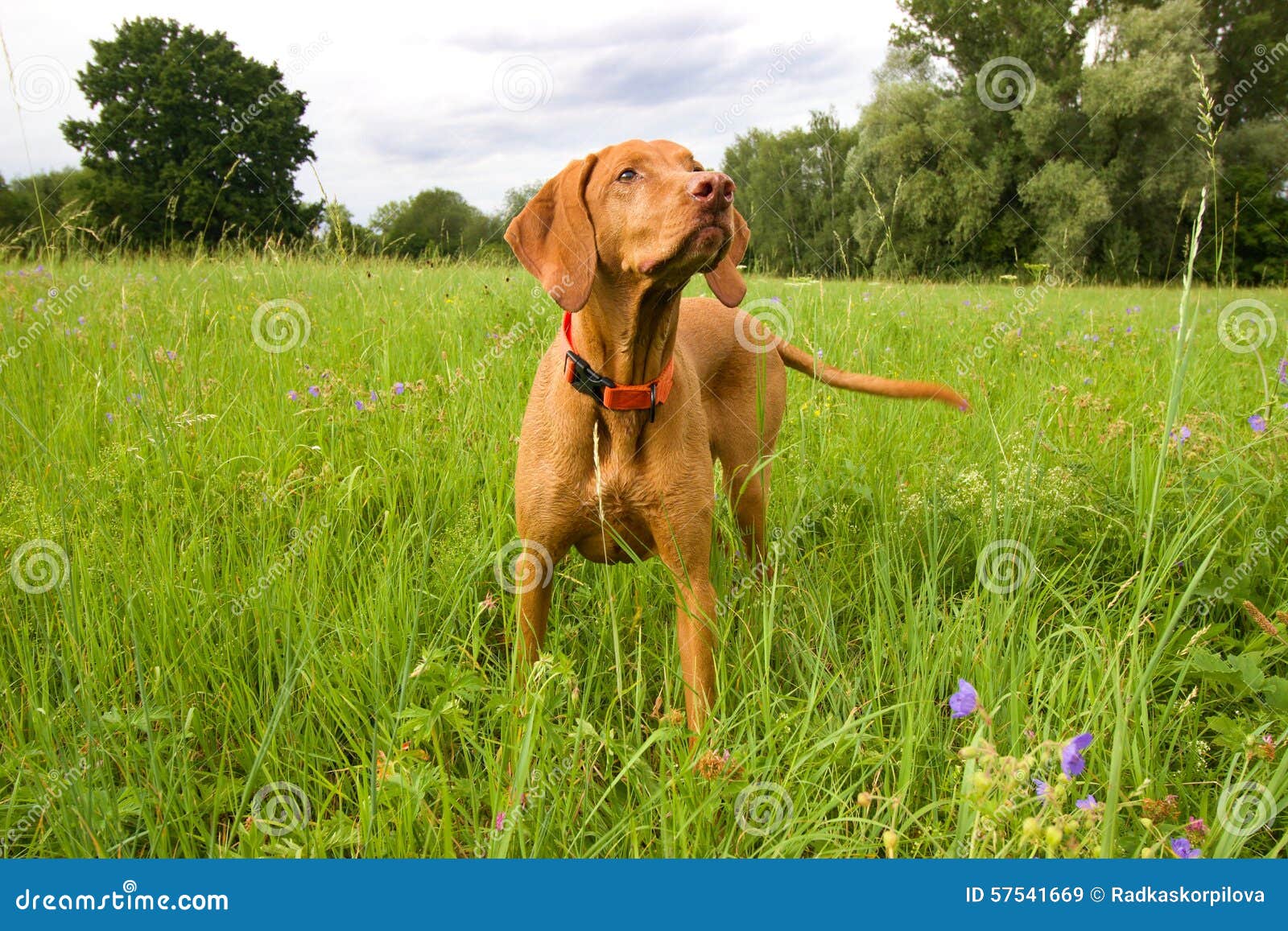 Hungarian Vizsla stock image. Image of haired, training - 57541669