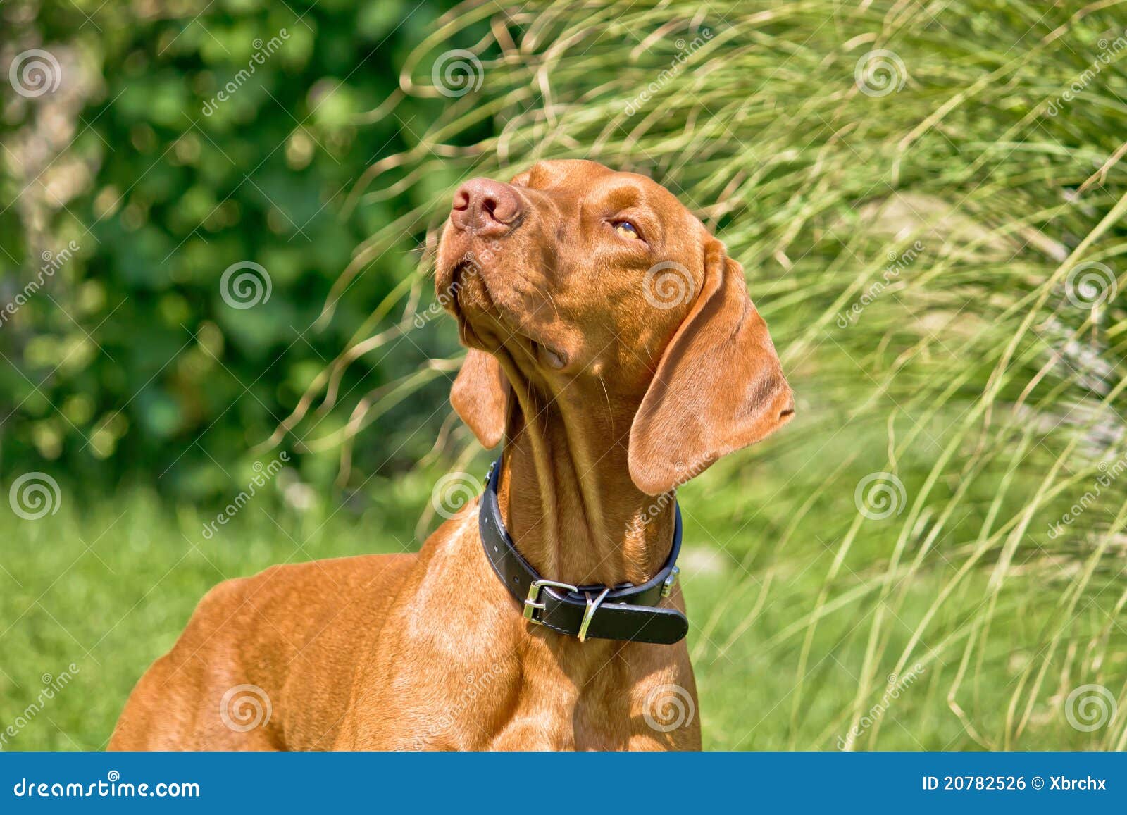 Hungarian Vizsla, Hungarian Pointer Posing III Stock Photo - Image of ...