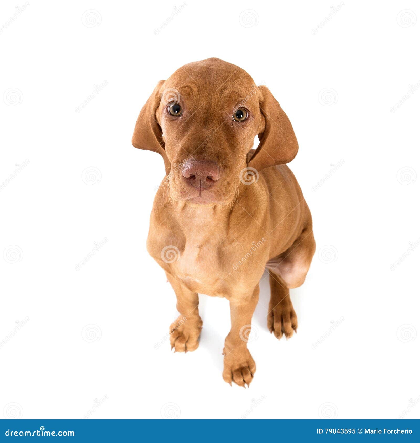 Hungarian Vizsla Pointer Puppy Portrait in Studio Stock Image - Image ...